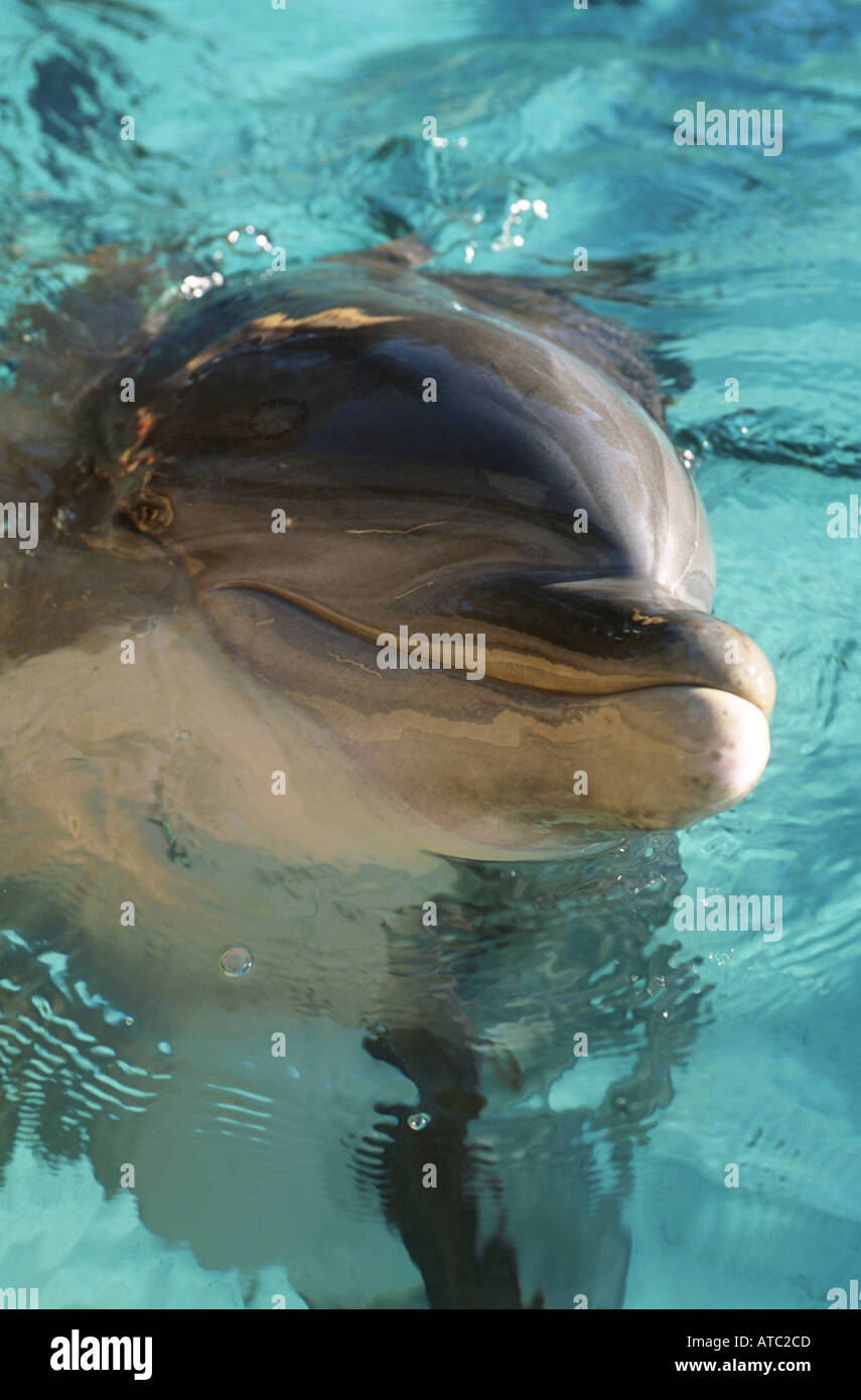 Portrait of Bottlenose dolphin in captivity tursiops truncatus Stock Photo - Alamy