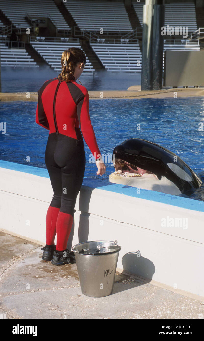 SeaWorld Orlando Killer whale and female trainer interacting Stock ... SeaWorld Orlando Killer whale and female trainer interacting Stock ...