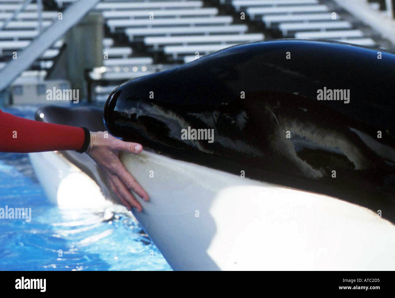 Mammal Eating Killer Whale High Resolution Stock Photography and Images ...