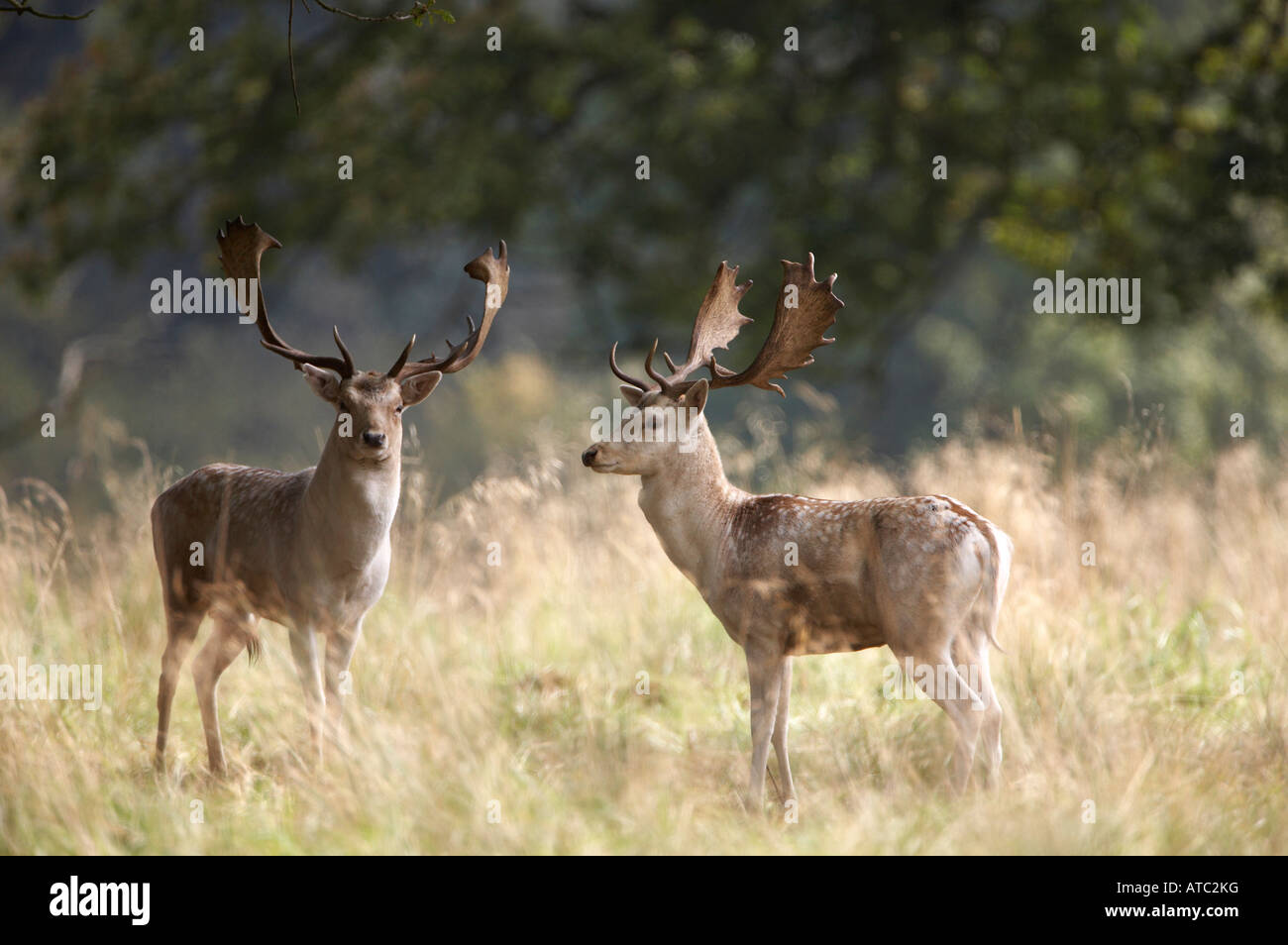 Fallow Deer Bucks (Dama dama Stock Photo - Alamy