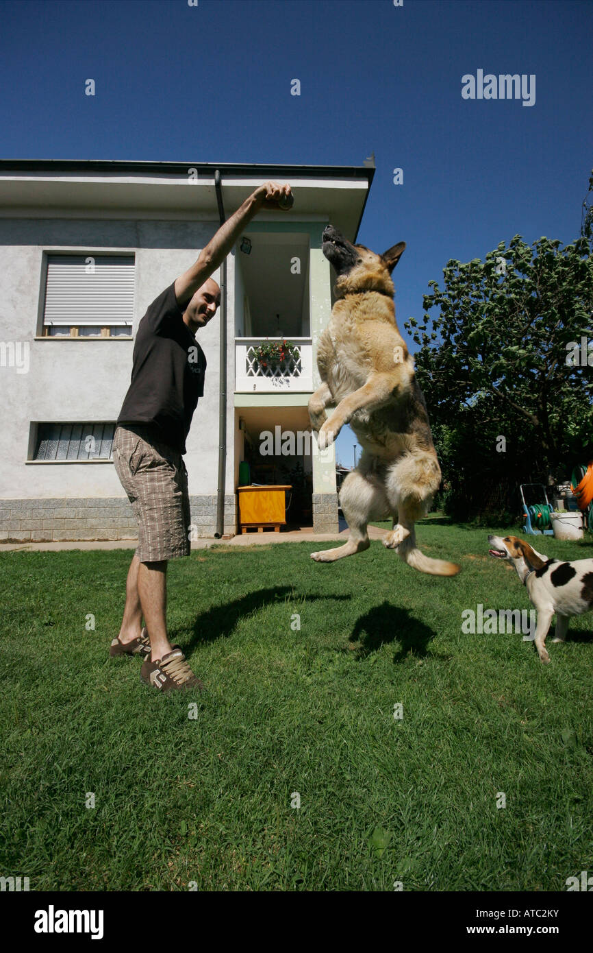 Dog owner playing with his german shepherd Stock Photo - Alamy