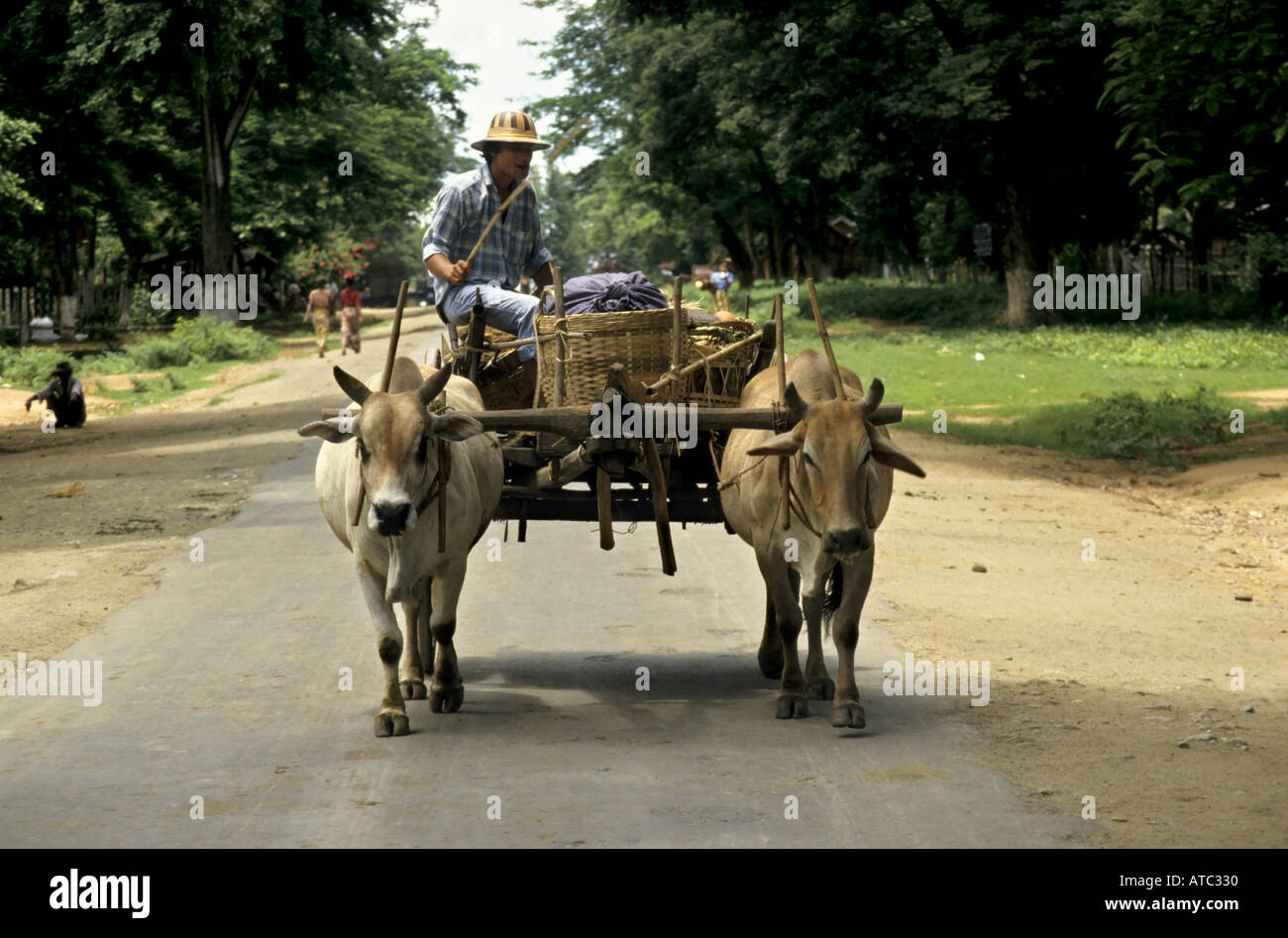 Man riding ox cart hi-res stock photography and images - Alamy