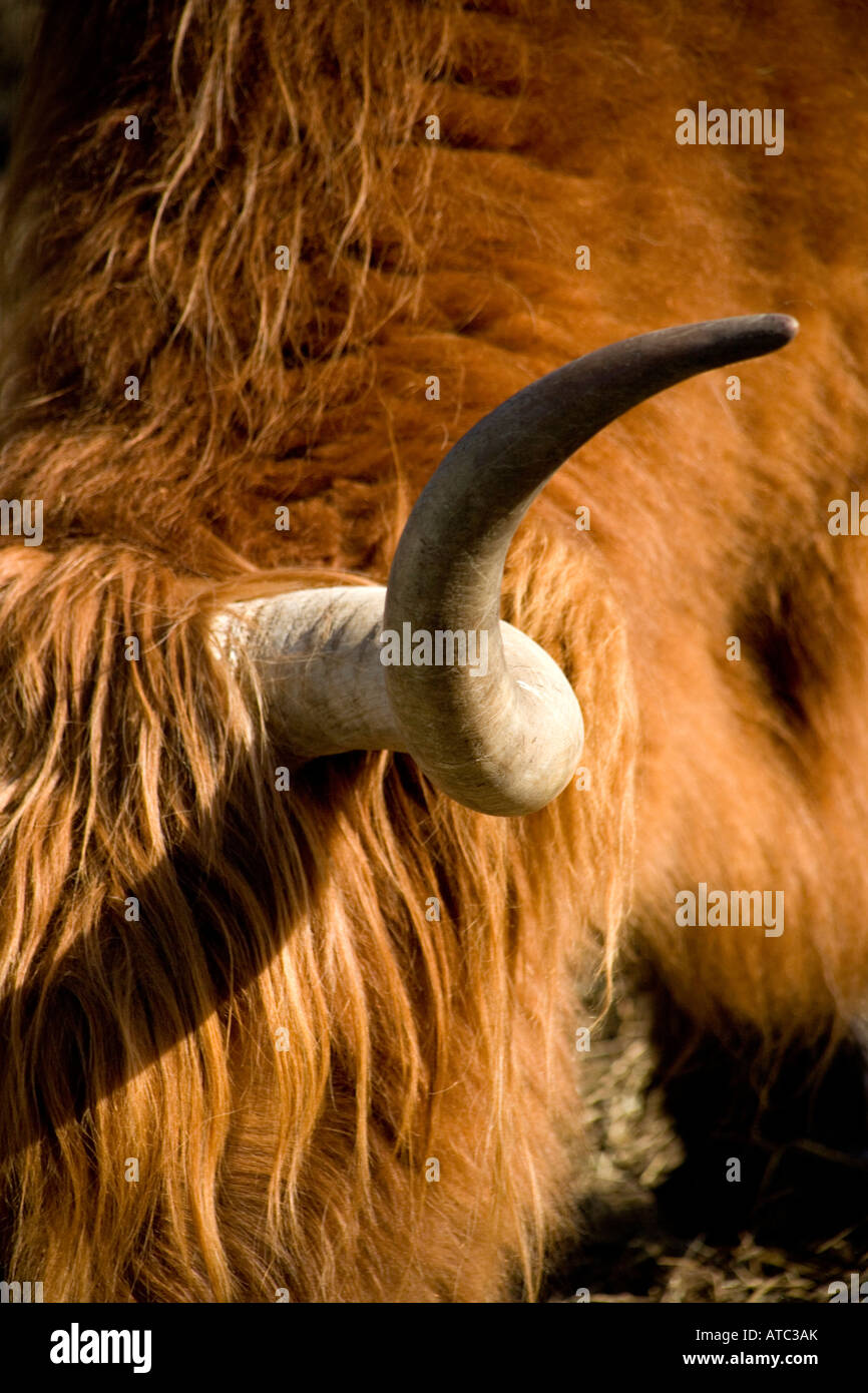 Highland Cattle horn Stock Photo - Alamy