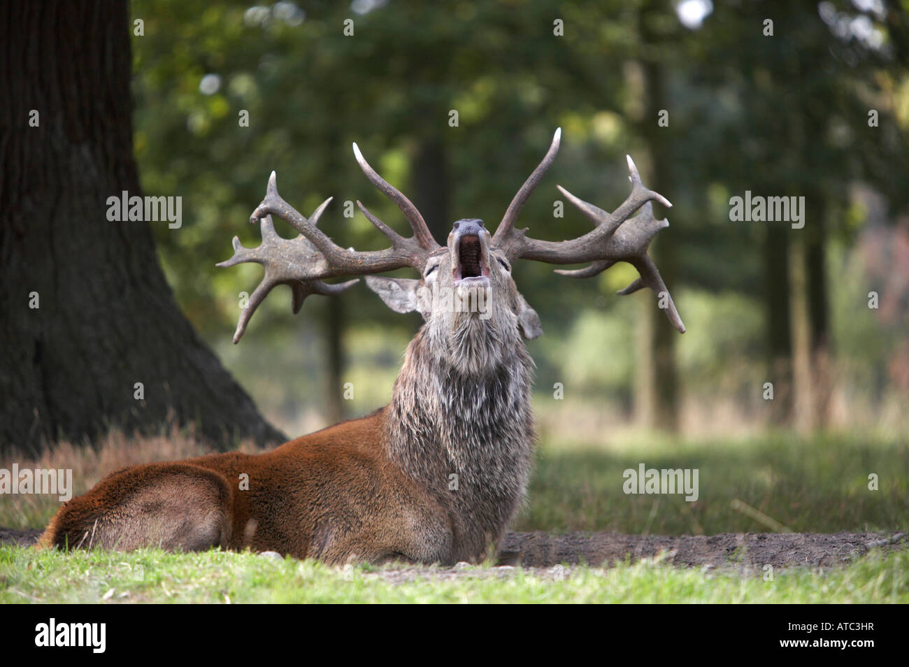 Deer scrape hi-res stock photography and images - Alamy