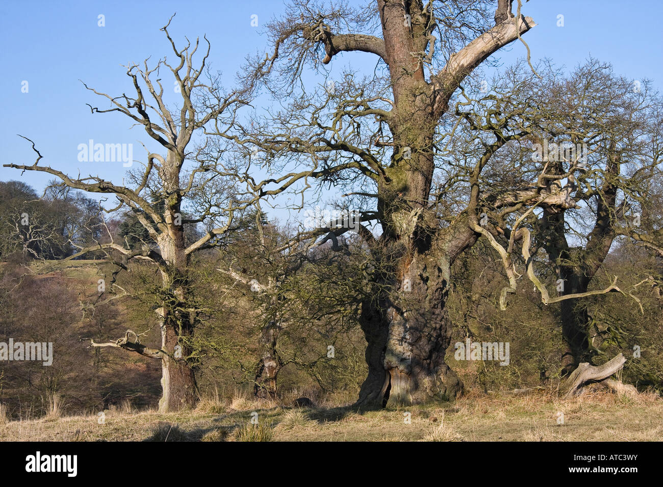Ancient oak trees, Calke Abbey Park, Derbyshire, England, UK Stock ...