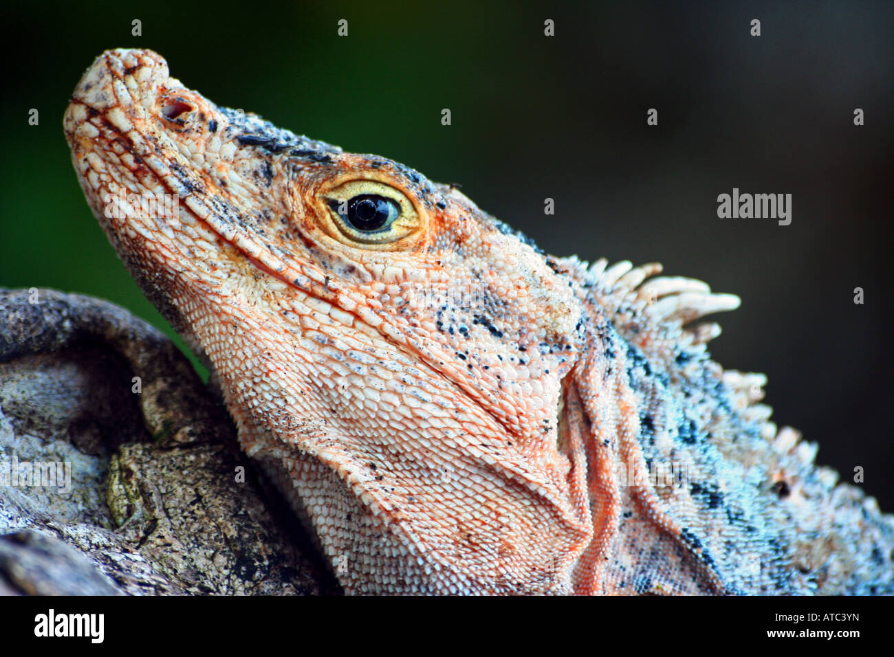 Ctenosaur spiney-tail Black Iguana in Costa Rica Stock Photo - Alamy