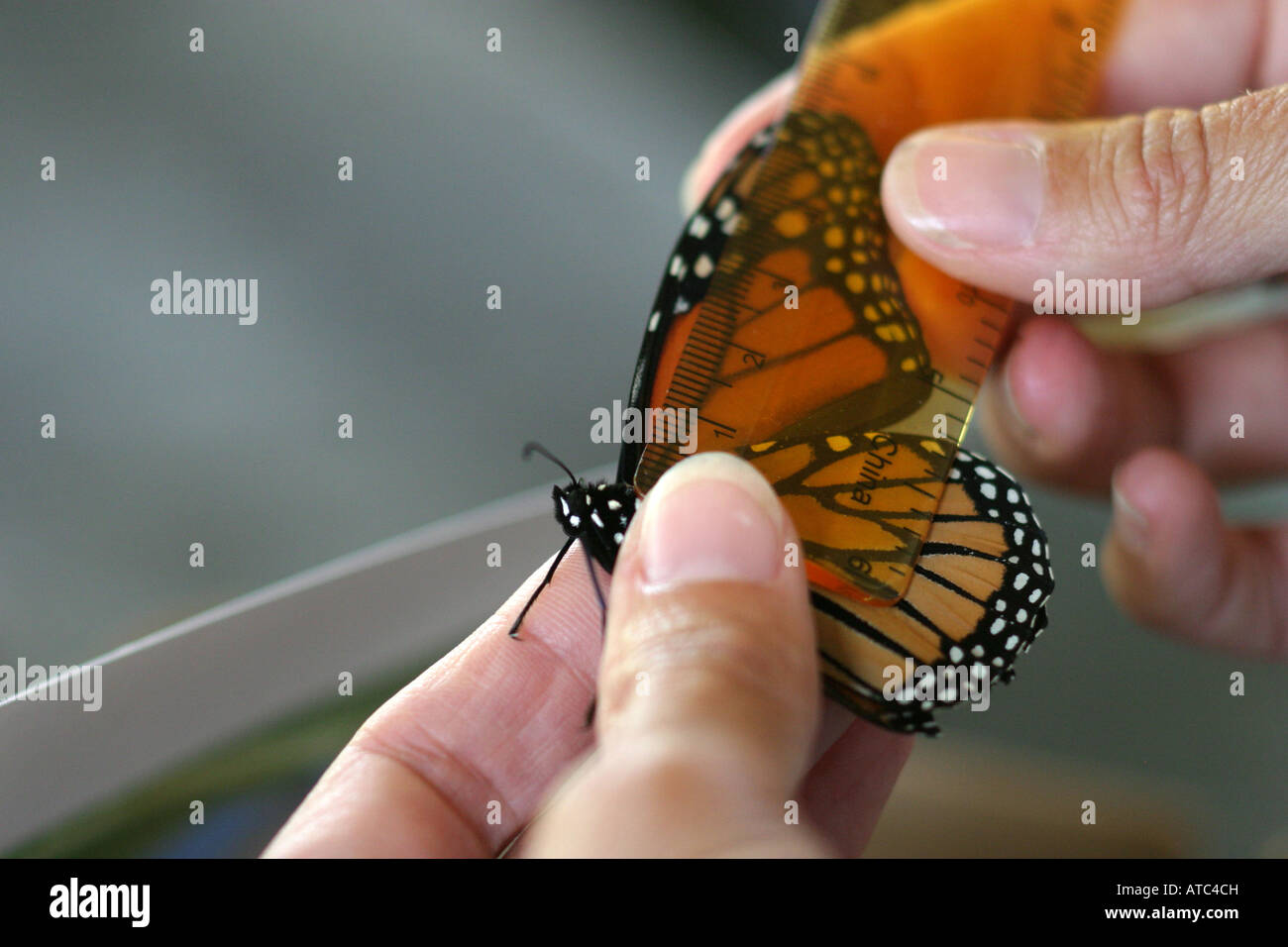Tagging monarch butterflies hi-res stock photography and images - Alamy