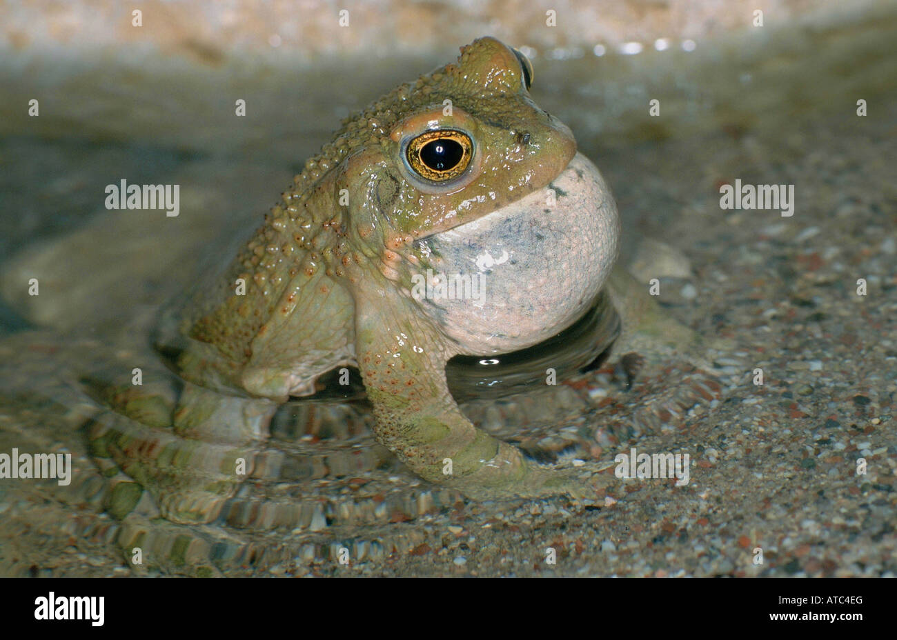 green toad or variegated toad (Bufo viridis), croaking male, Greece ...