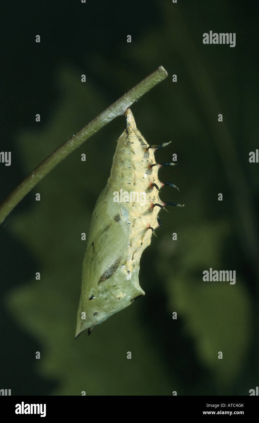 Pupae inachis io hi-res stock photography and images - Alamy