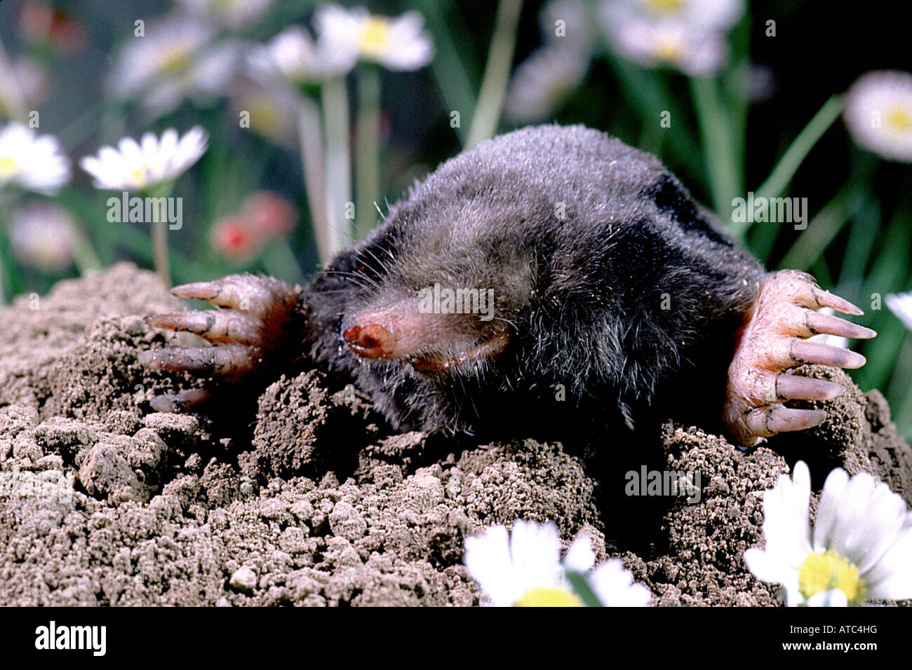 Mole Animal Hand High Resolution Stock Photography and Images - Alamy