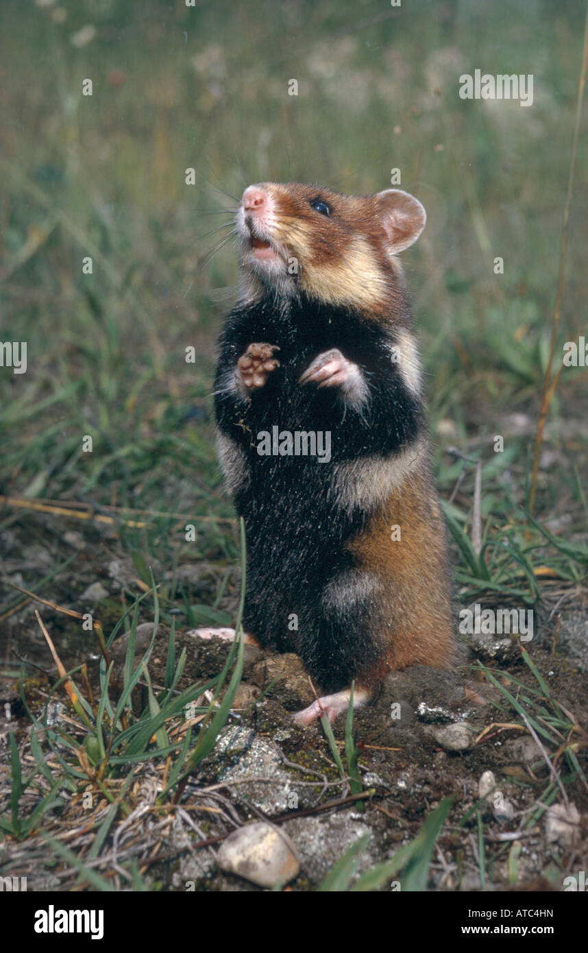 common hamster, black-bellied hamster (Cricetus cricetus), upright ...