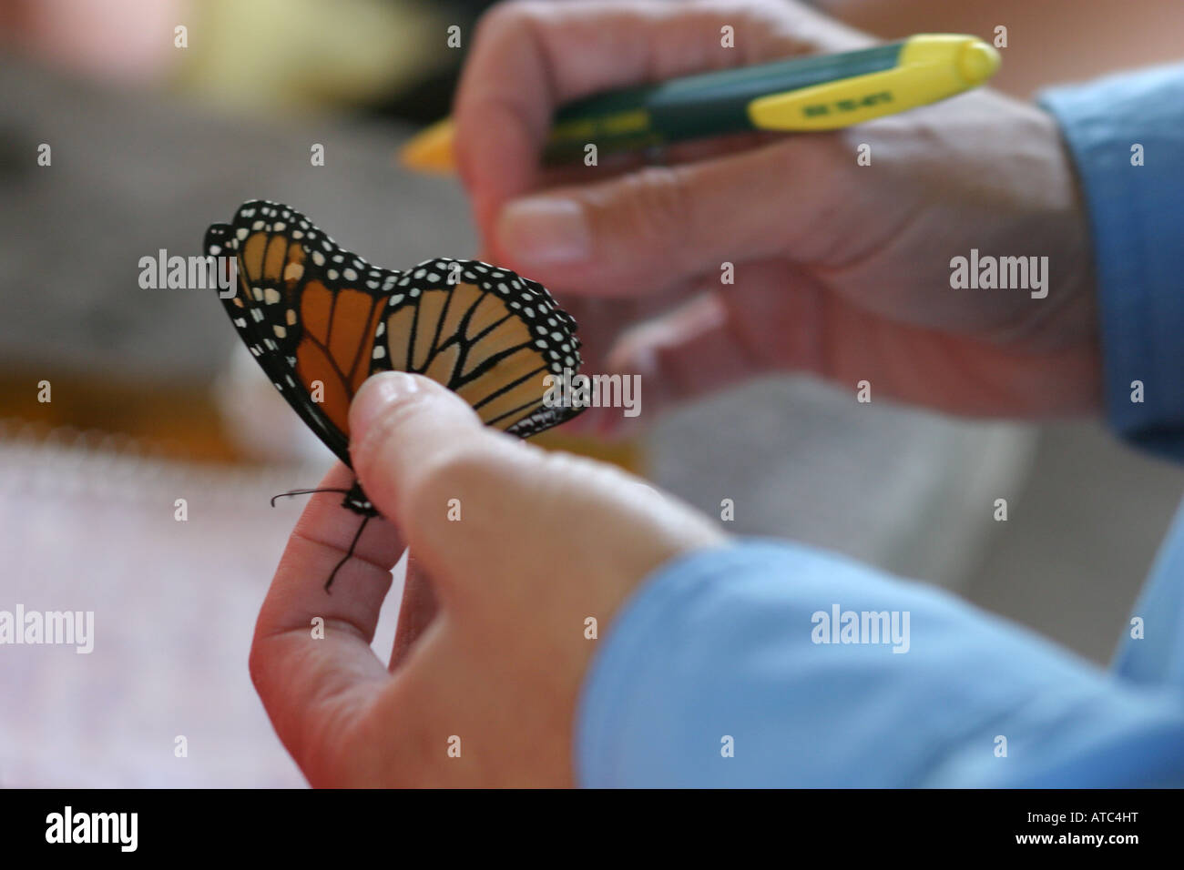 Monarch (Danaus plexippus) Monarchs Butterfly tagging Stock Photo - Alamy