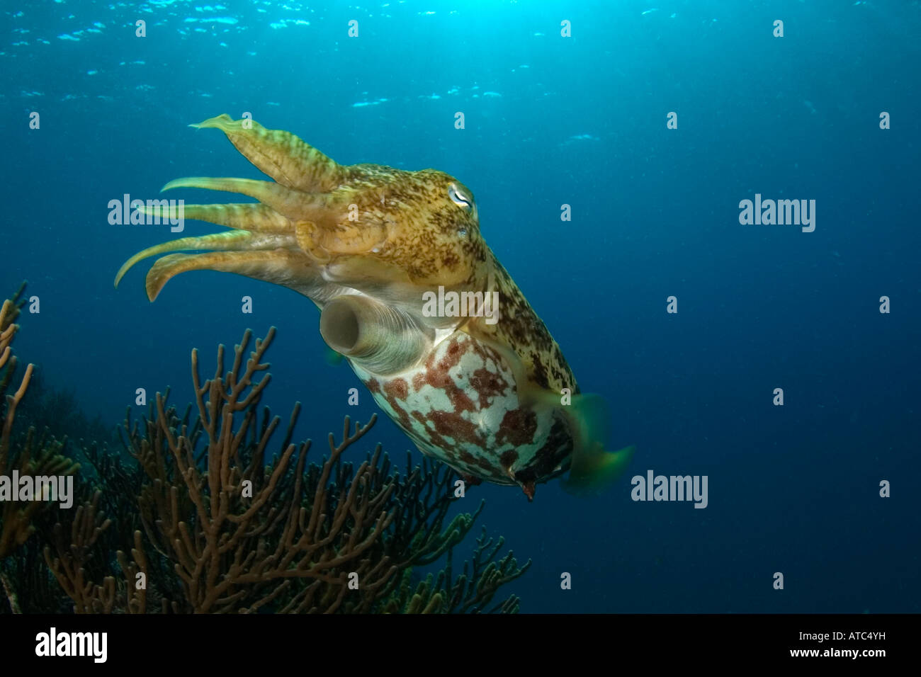 cuttlefish, underwater, ocean, sea, scuba, diving, marine life, sea ...