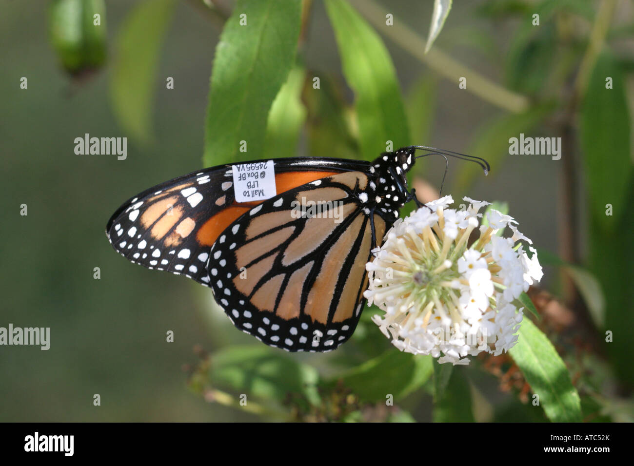 Monarch (Danaus plexippus) Monarchs Butterfly tagging Stock Photo - Alamy