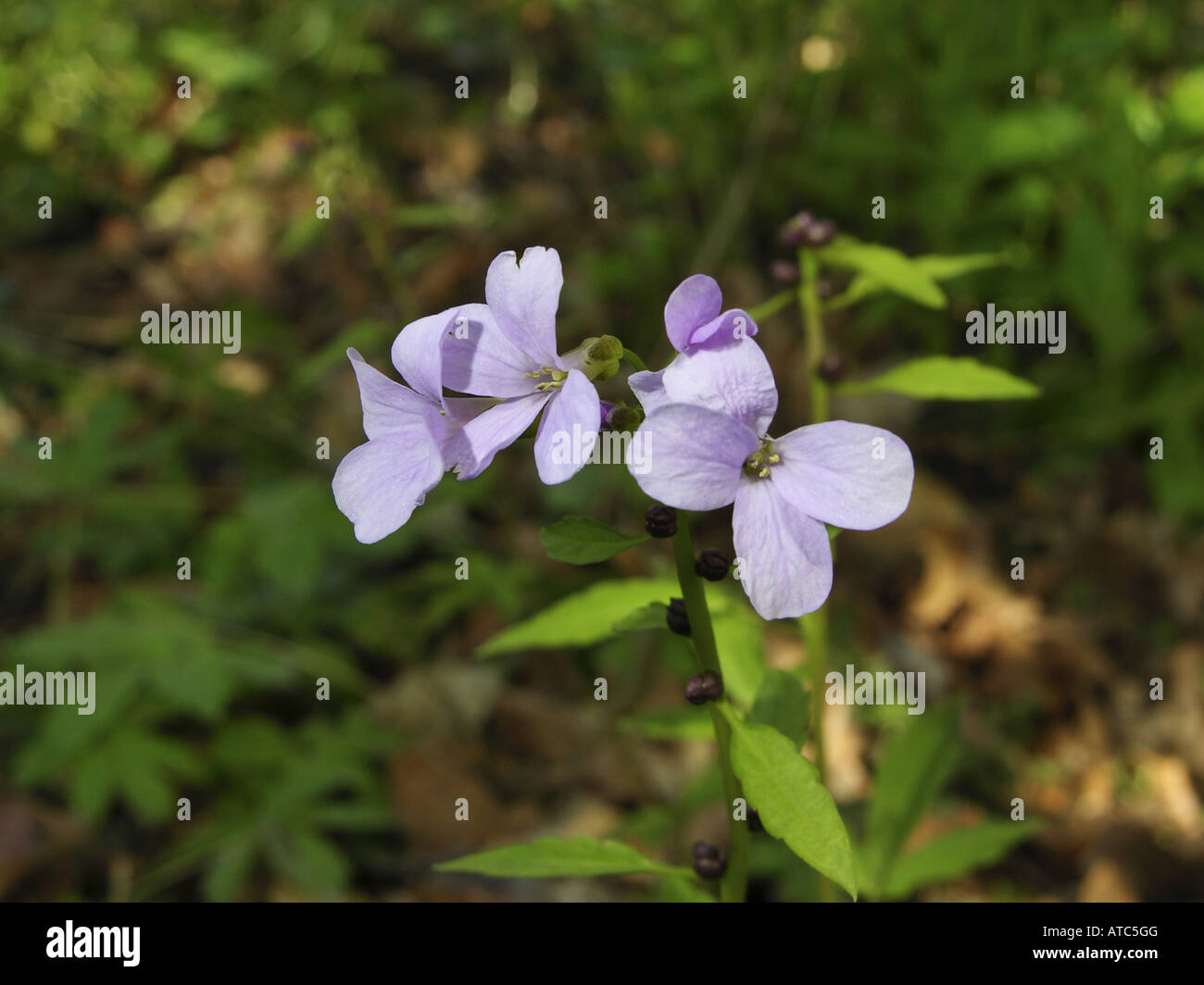 Bulbifera hi-res stock photography and images - Alamy