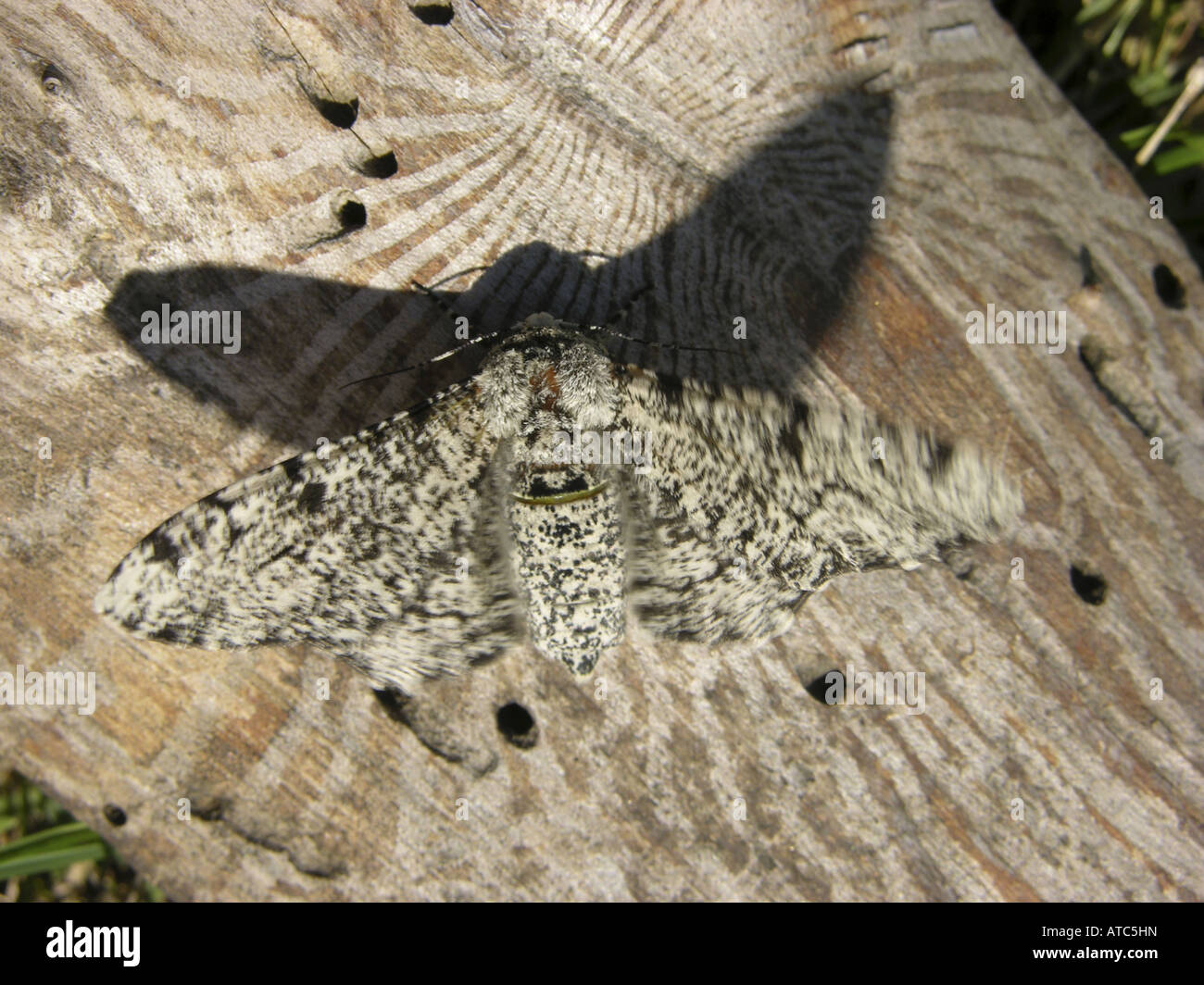 Biston betularia (Biston betularia), on deadwood Stock Photo - Alamy