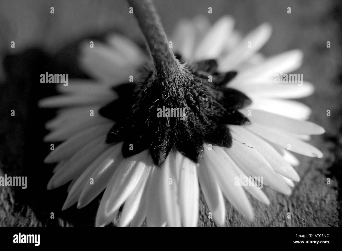 Upturned flowers hi-res stock photography and images - Alamy