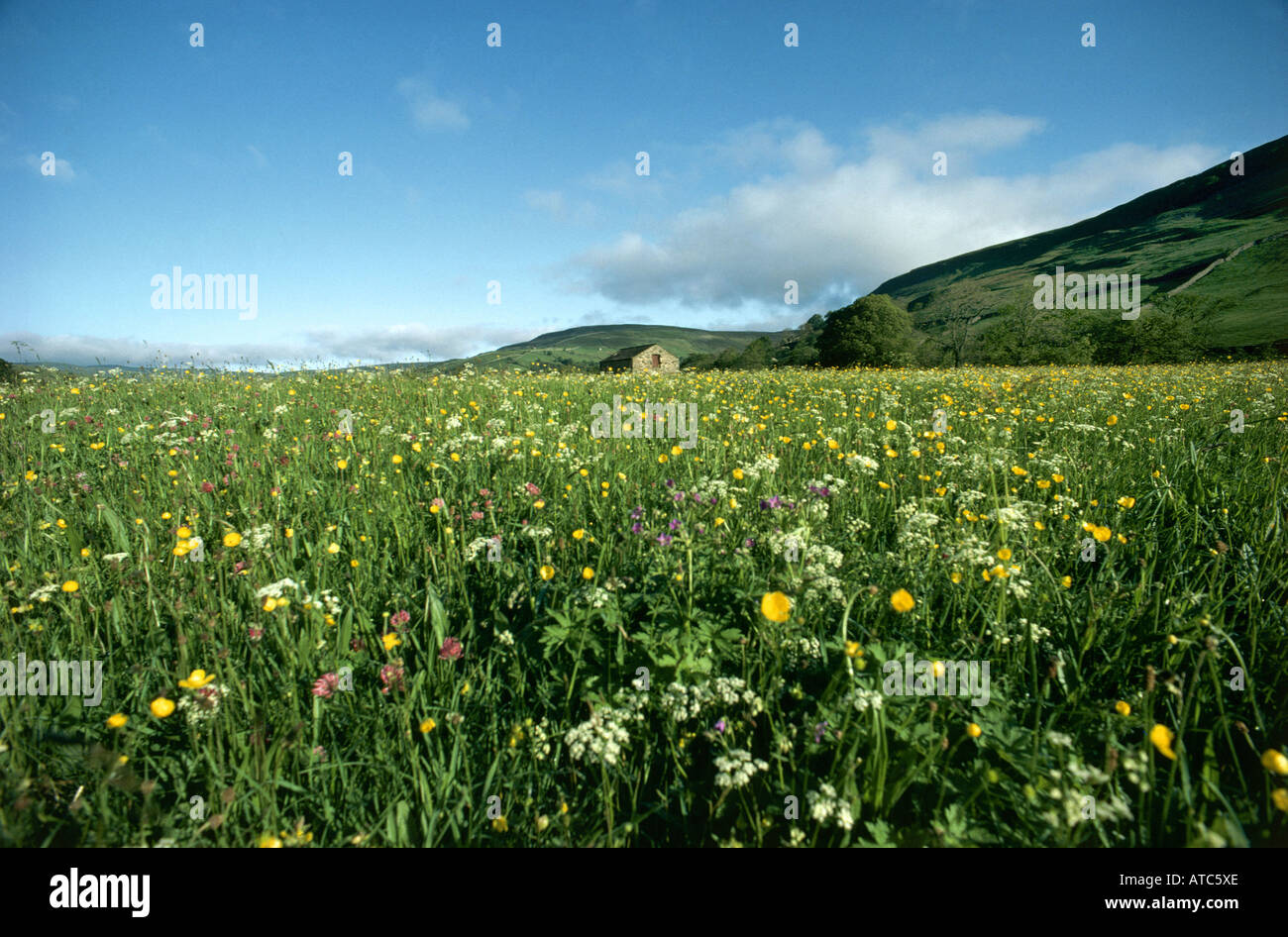 Traditional hay meadows in fields near Muker a village at the foot of ...