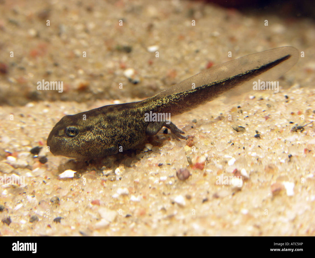 Tadpole biopix hi-res stock photography and images - Alamy