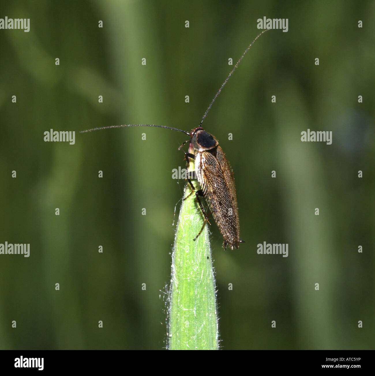 dusky cockroach (Ectobius lapponicus), st flower bud Stock Photo - Alamy