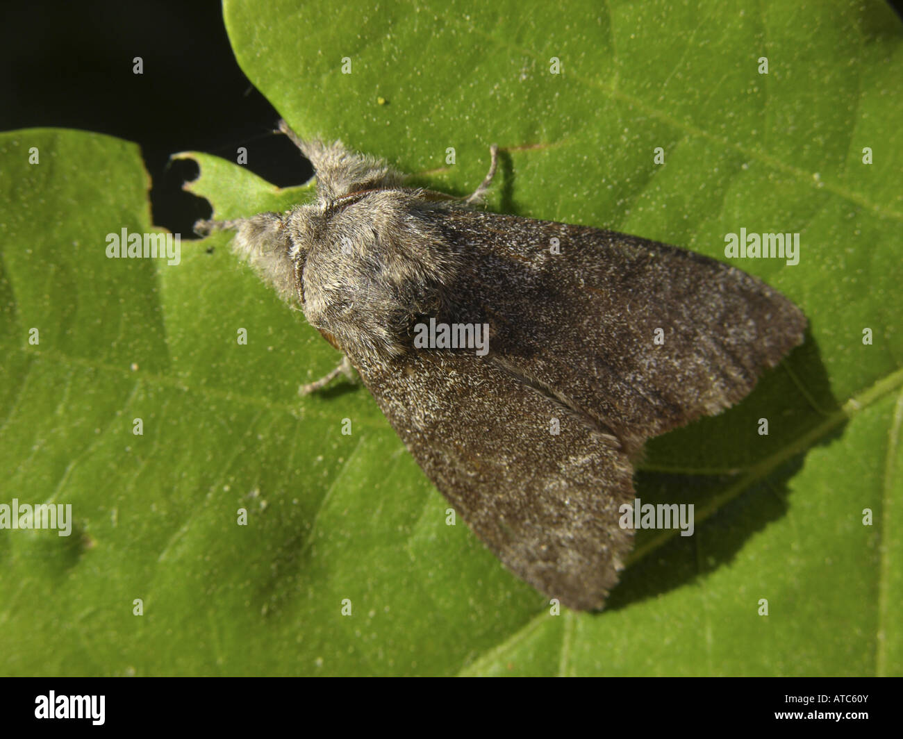 Olene pudibunda hi-res stock photography and images - Alamy