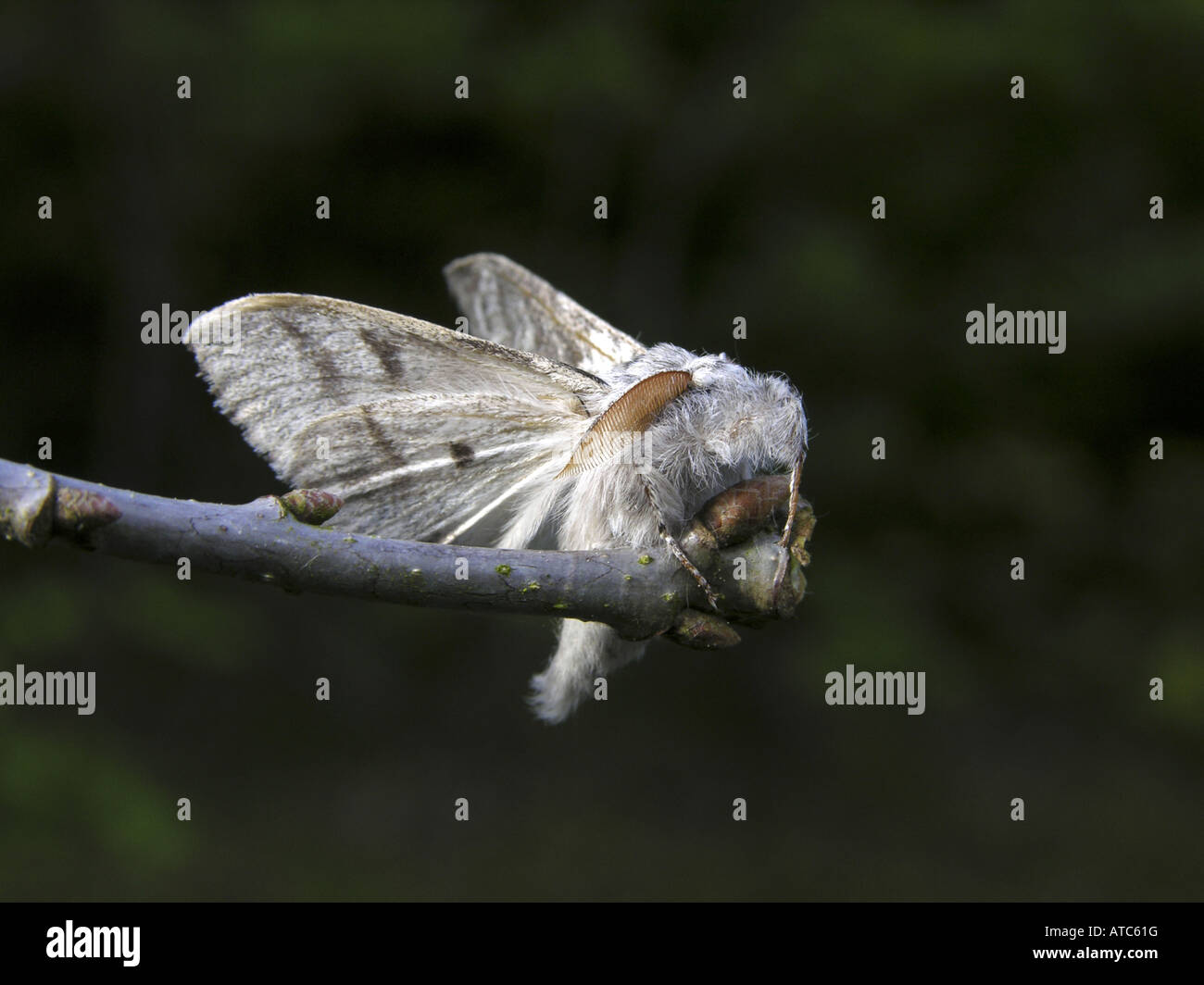 Pale tussock, Red-tail moth (Dasychira pudibunda, Olene pudibunda ...