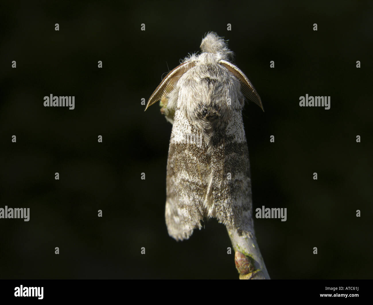 Pale tussock, Red-tail moth (Dasychira pudibunda, Olene pudibunda ...