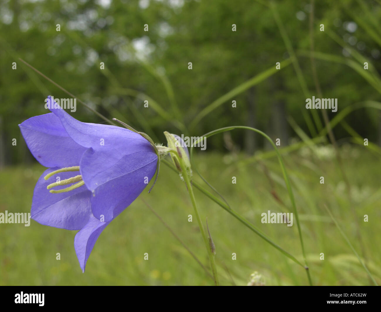peach-leaved bellflower (Campanula persicifolia), single blossom Stock ...
