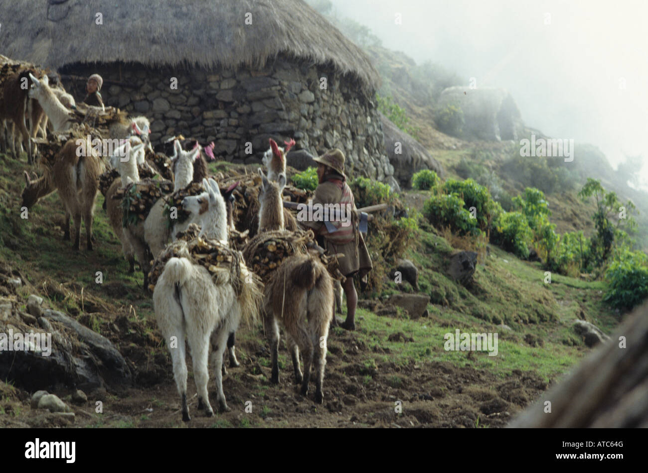 Native Quechua Indian herding his llamas carrying logs for the cooking ...