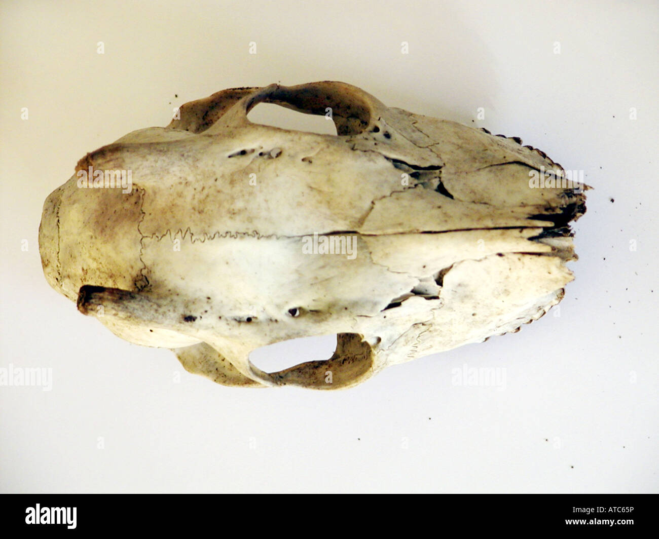 Roe deer skeleton hi-res stock photography and images - Alamy