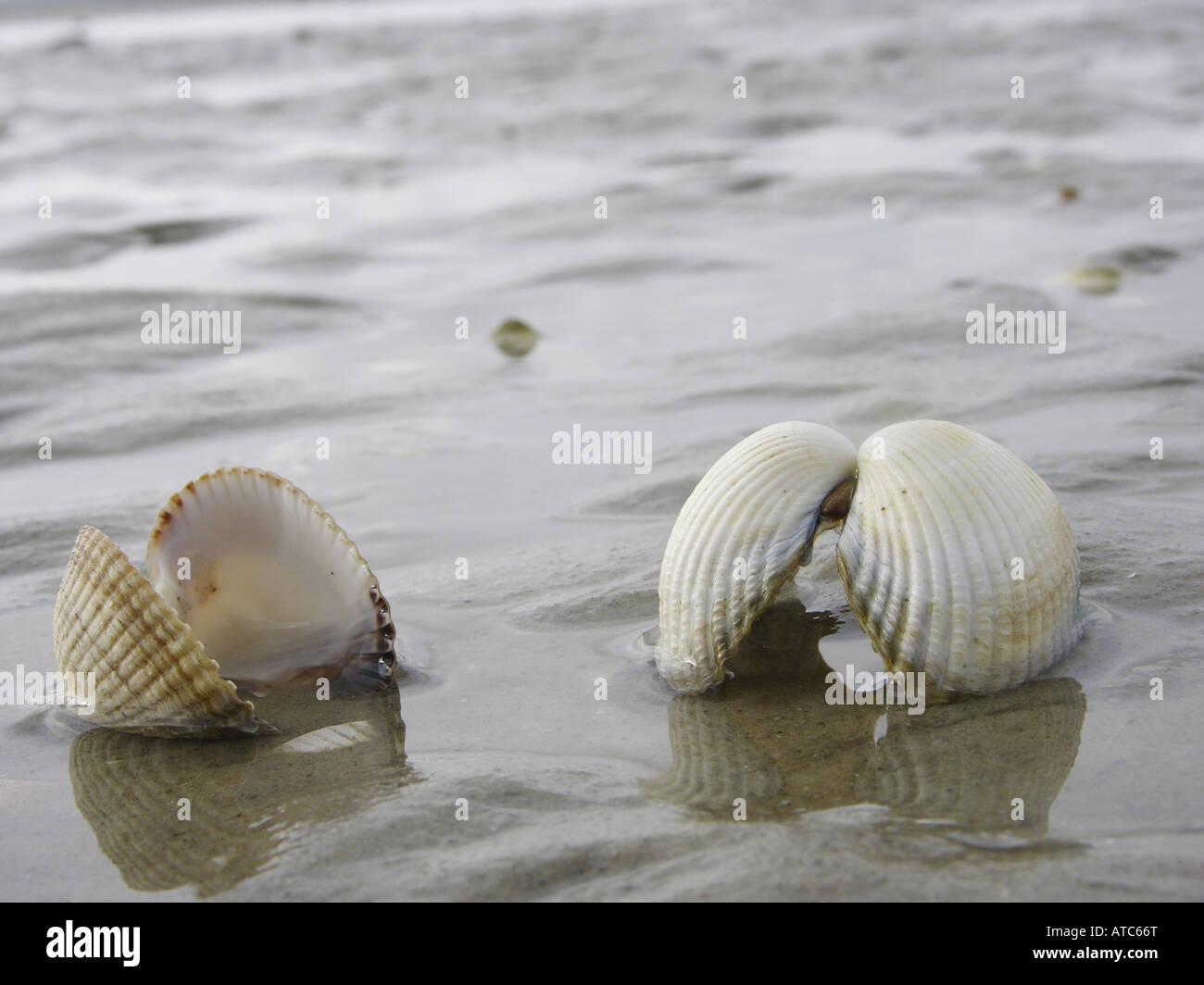 common cockle, common European cockle, edible cockle (Cerastoderma ...