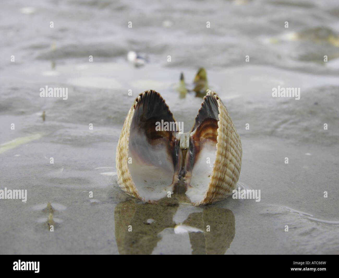 common cockle, common European cockle, edible cockle (Cerastoderma ...