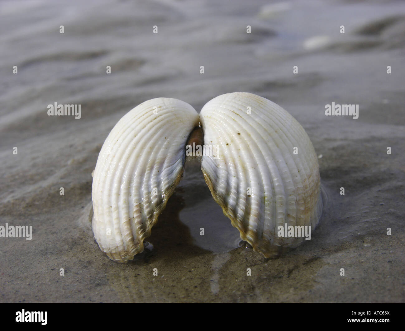 Common cockles cerastoderma edule cardium hi-res stock photography and ...