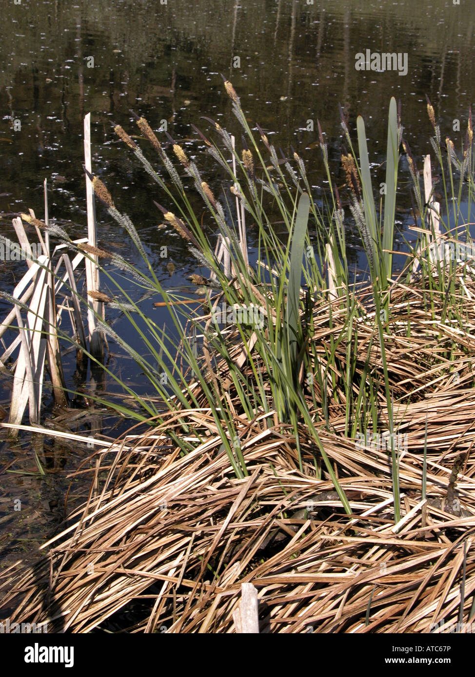 slender tussock-sedge, slender tufted-sedge (Carex acuta, Carex ...