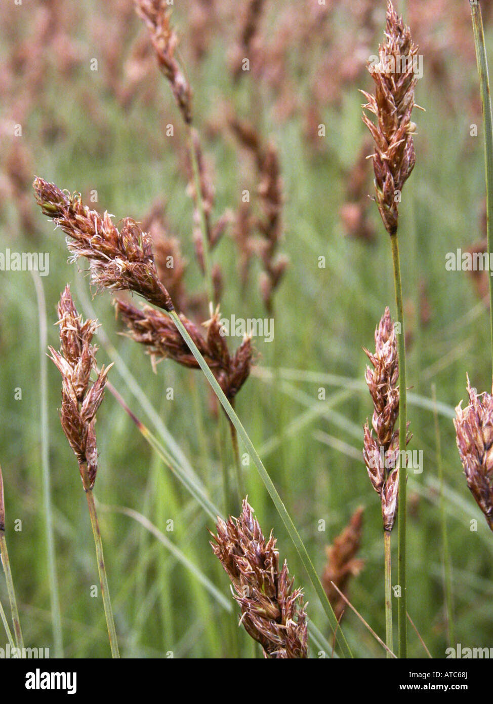 brown sedge (Carex disticha), blooming plants Stock Photo - Alamy
