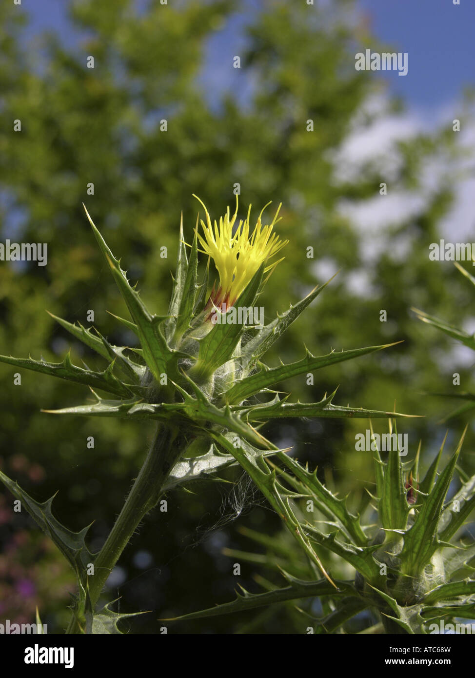 Safflower (carthamus tinctorius) hi-res stock photography and images ...