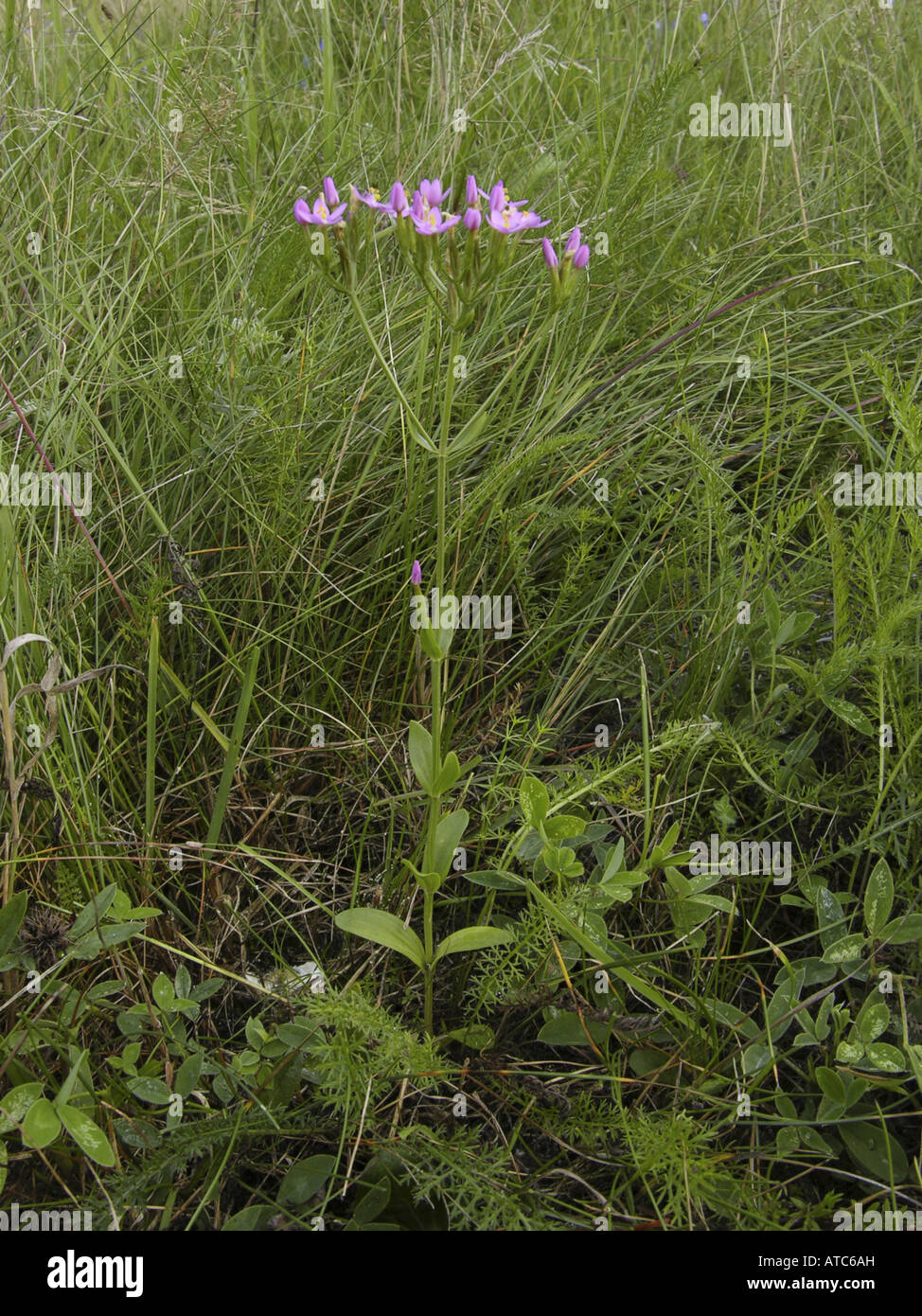 common centaury, European centaury, bitter herb (Centaurium erythraea ...