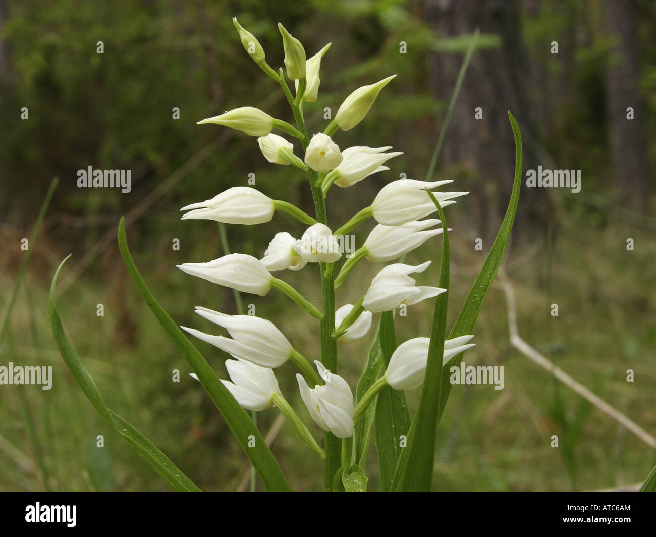 narrow-leaved helleborine (Cephalanthera longifolia, Cephalanthera ...