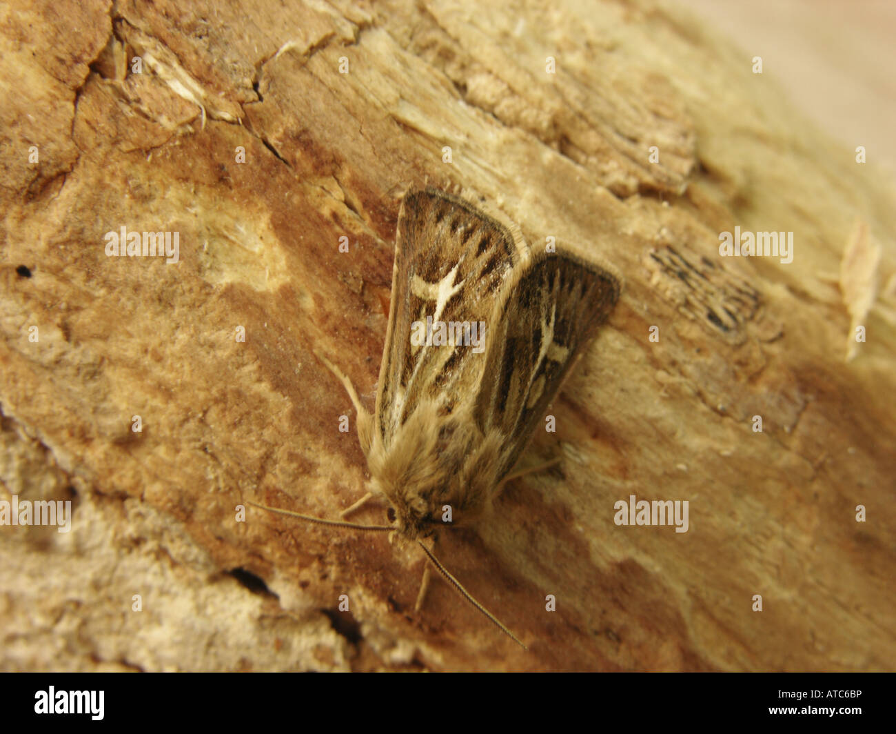 antler moth (Cerapteryx graminis), imago Stock Photo - Alamy