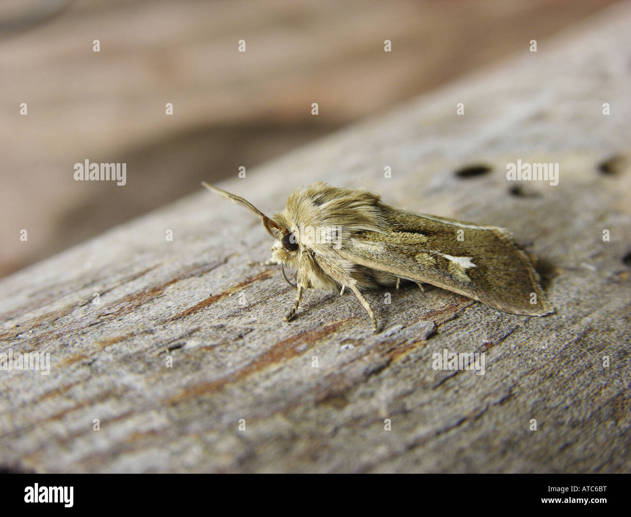 Biopix hi-res stock photography and images - Alamy