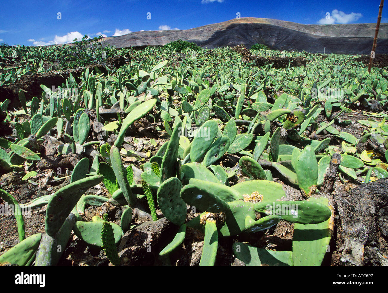 Fields of the Opuntia cactus at Mala grown for breeding the cochineal ...