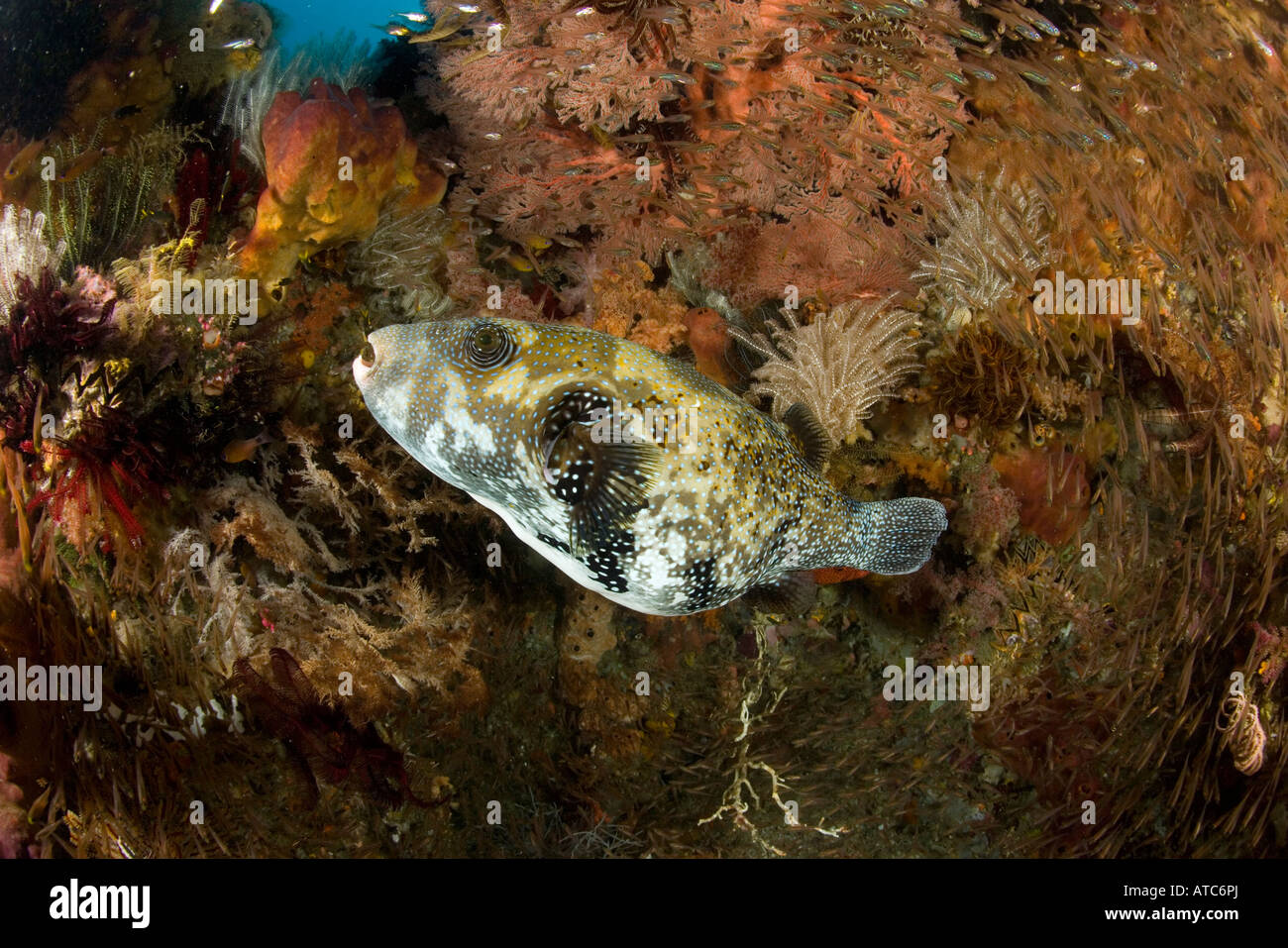 map puffer fish Arothron mappa Raja Ampat Irian Jaya West Papua Pacific ...