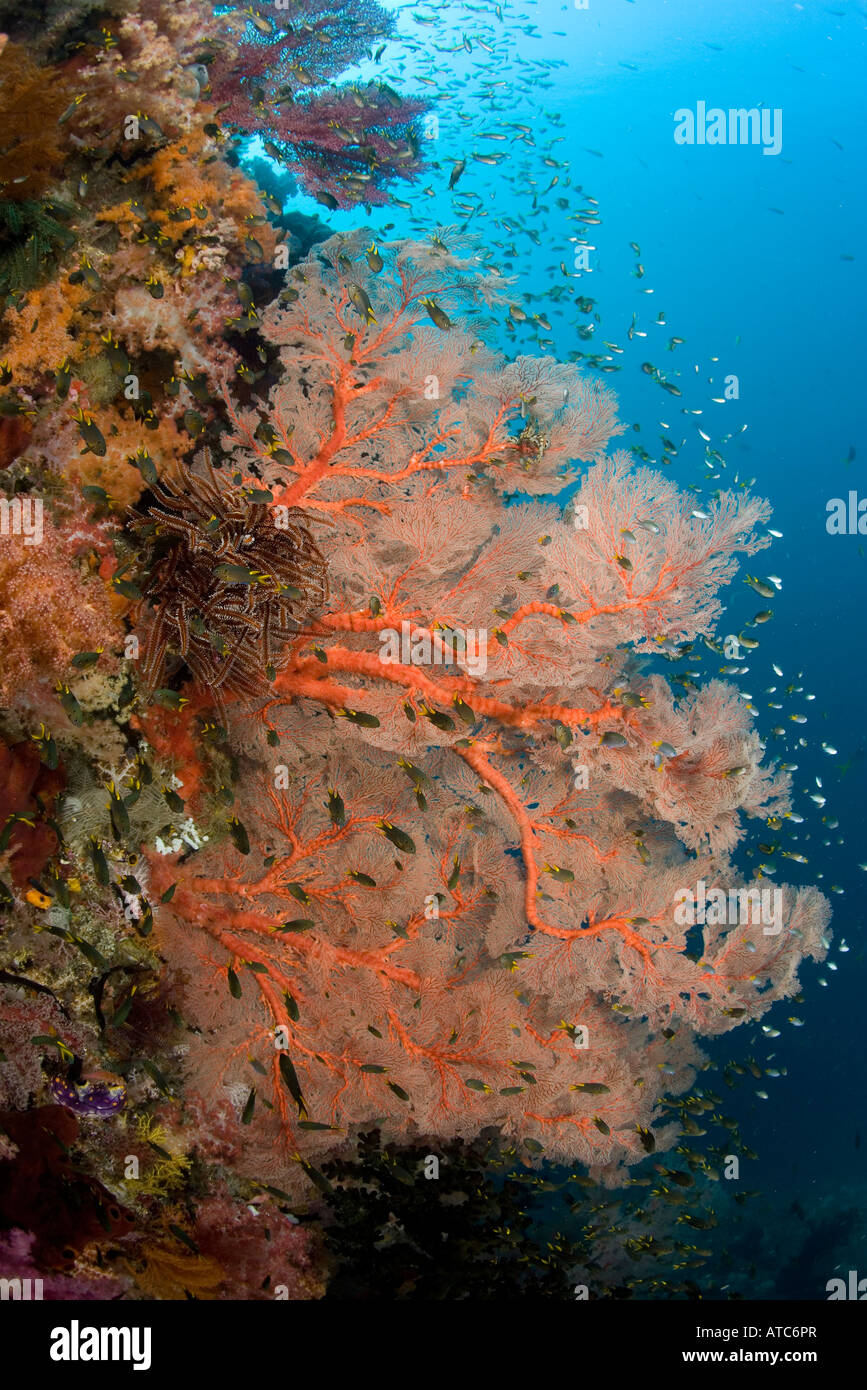 Fan coral reef fish hi-res stock photography and images - Alamy