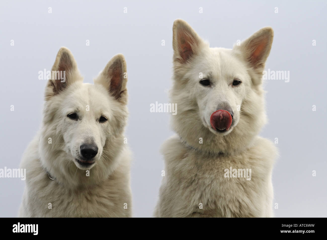 Berger Blanc Suisse (Canis lupus f. familiaris), portrait of two dogs ...