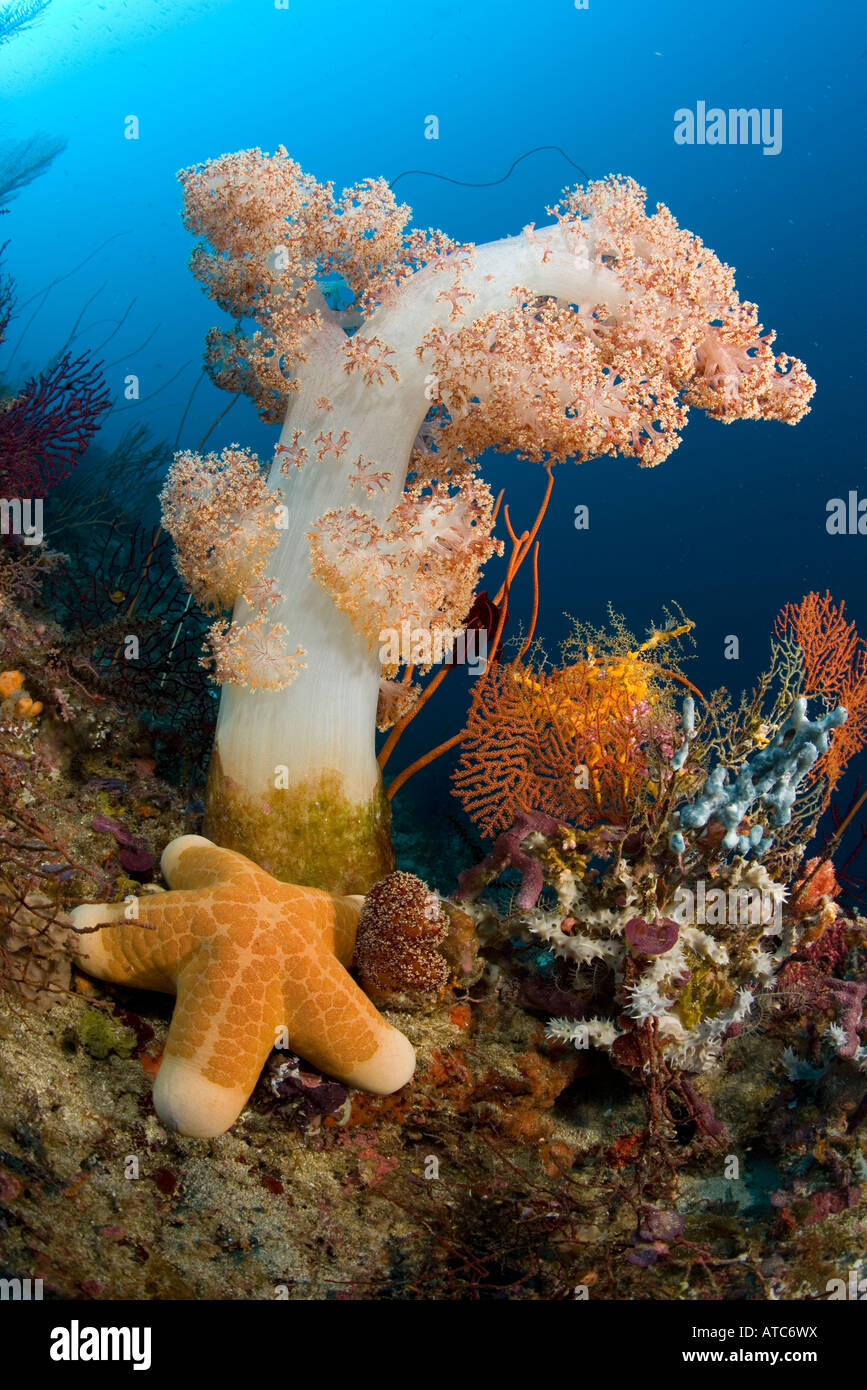 Soft coral tree hi-res stock photography and images - Alamy