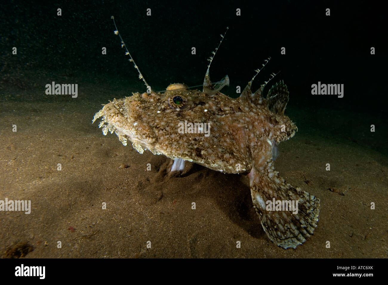 Monk fish deep sea fish marine life sea life hi-res stock photography ...