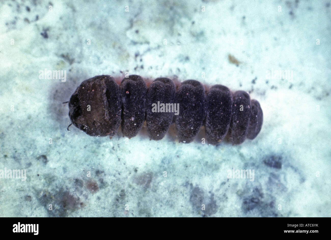 net-winged midges (Blephariceridae, Blepharoceridae, Blepharoceratidae ...