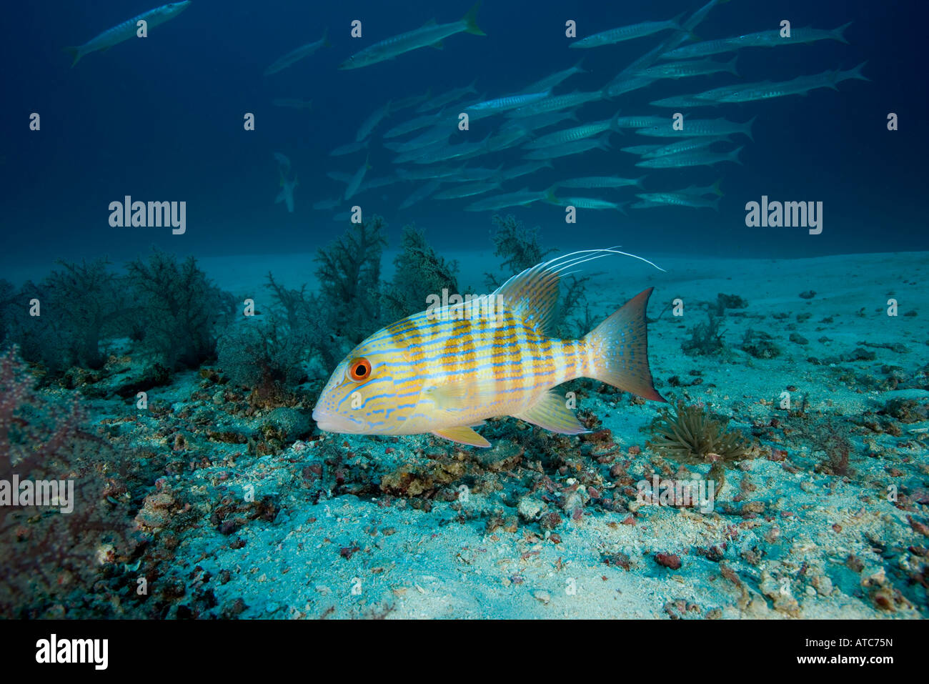 Chinamanfish snapper hi-res stock photography and images - Alamy