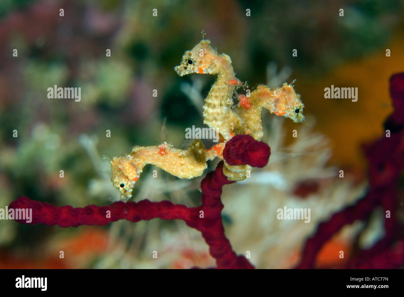 Seahorses underwater three hi-res stock photography and images - Alamy