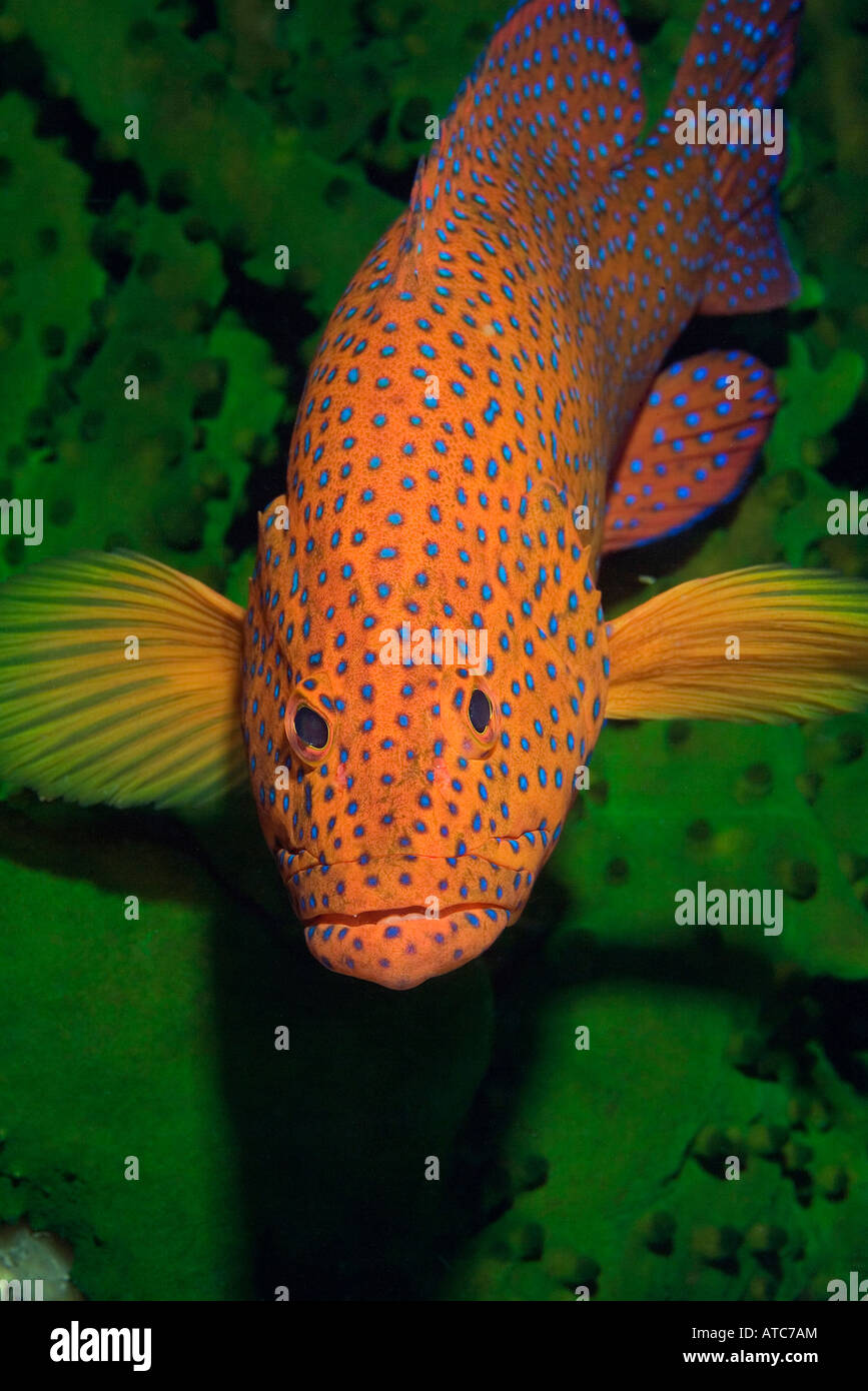 coral cod Cephalopholis miniata Raja Ampat Irian Jaya West Papua ...